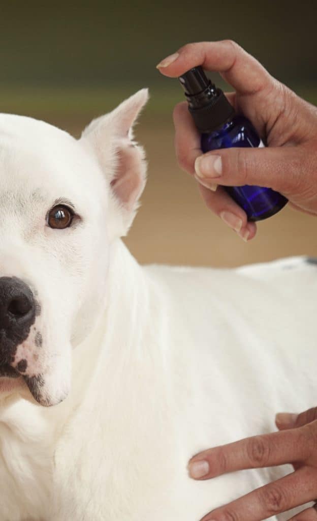Canine Ear Spray - animalEO